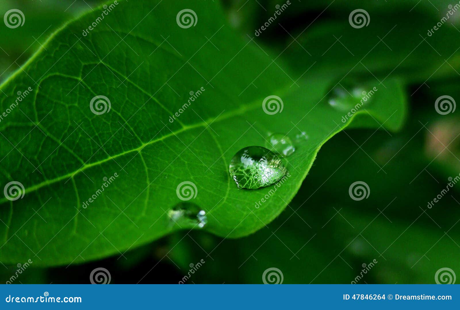 Rain drop in a leaf. stock photo. Image of raindropsinaleaf - 47846264
