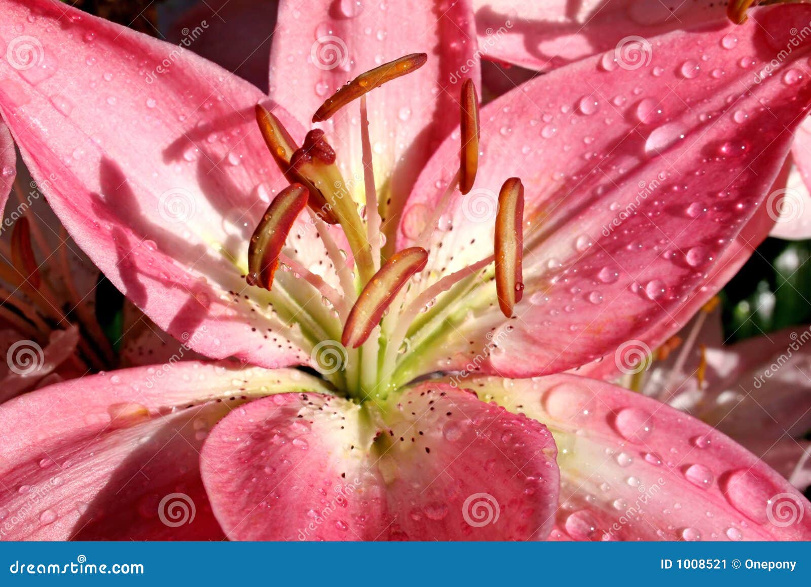 Rain Drop Lily stock image. Image of fragrant, drops, glistening - 1008521
