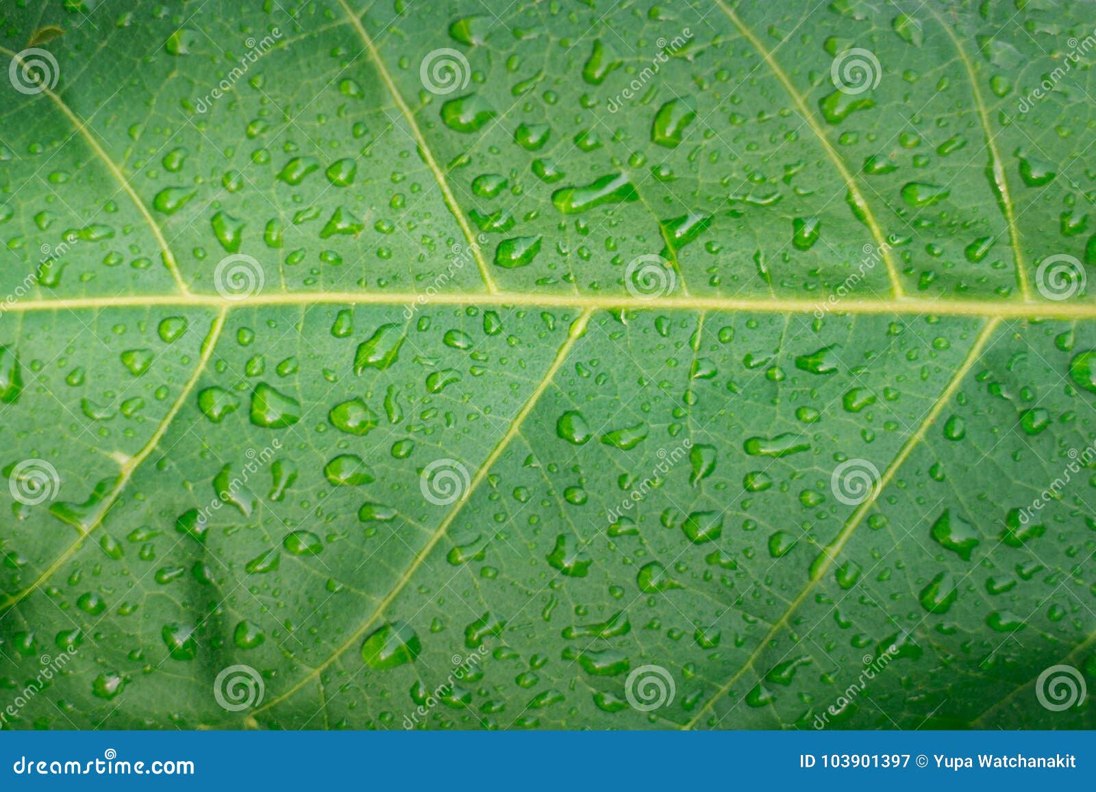 8,806 Papaya Leaf Background Stock Photos - Free & Royalty-Free Stock Photos from Dreamstime