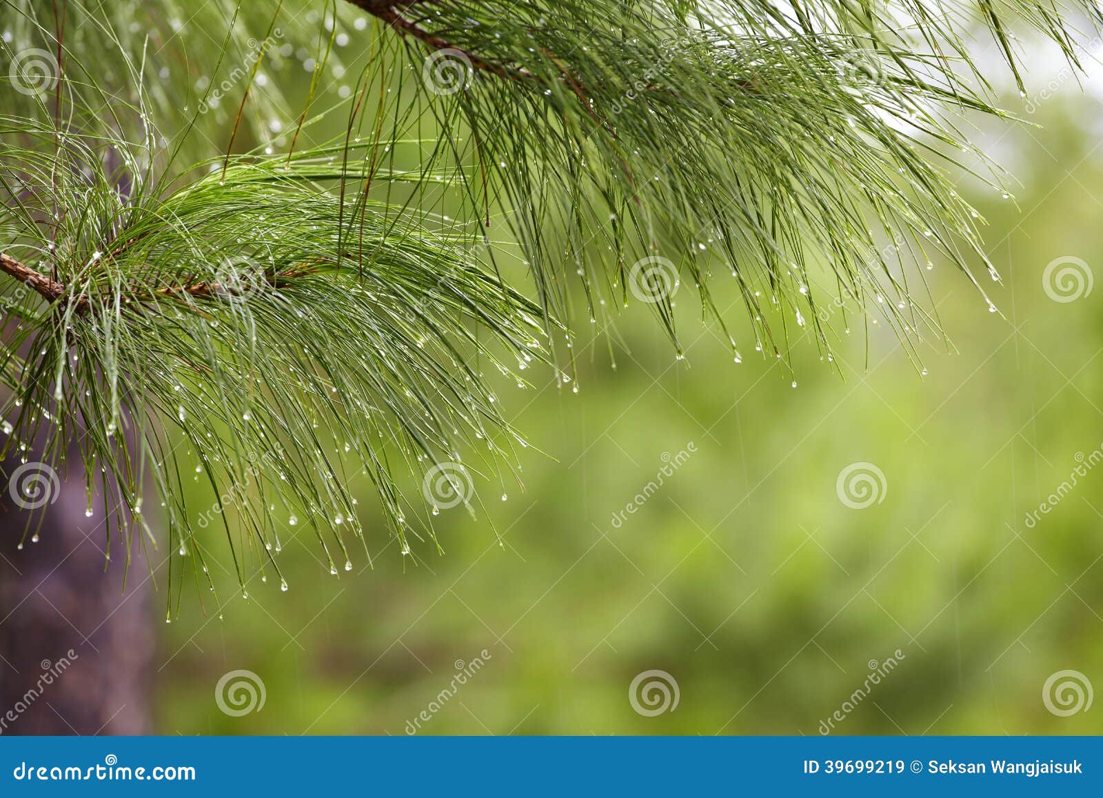 Rain drop on pine tree stock image. Image of rain, drops - 39699219