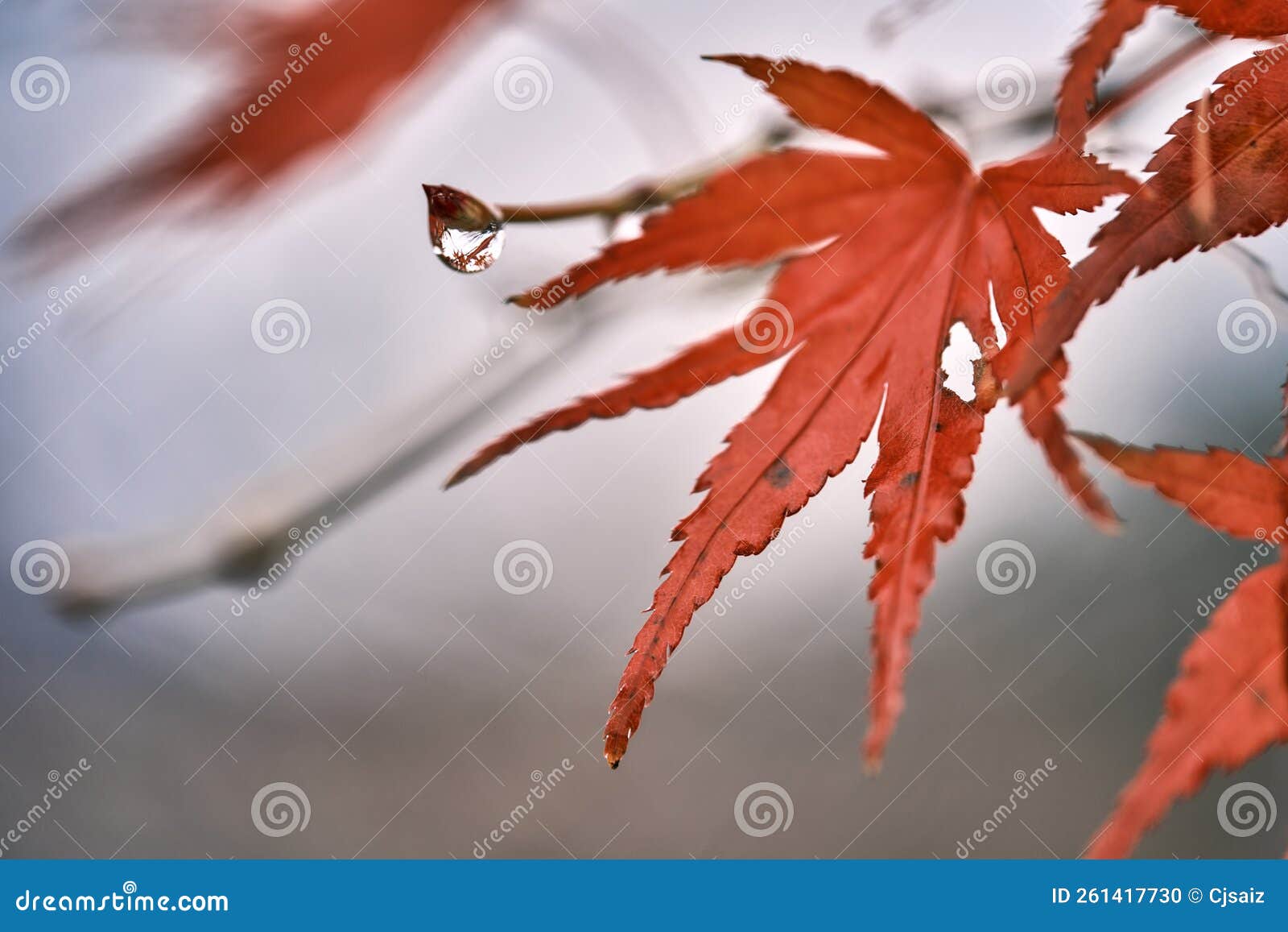 Rain drop on a red leaf stock photo. Image of beauty - 261417730