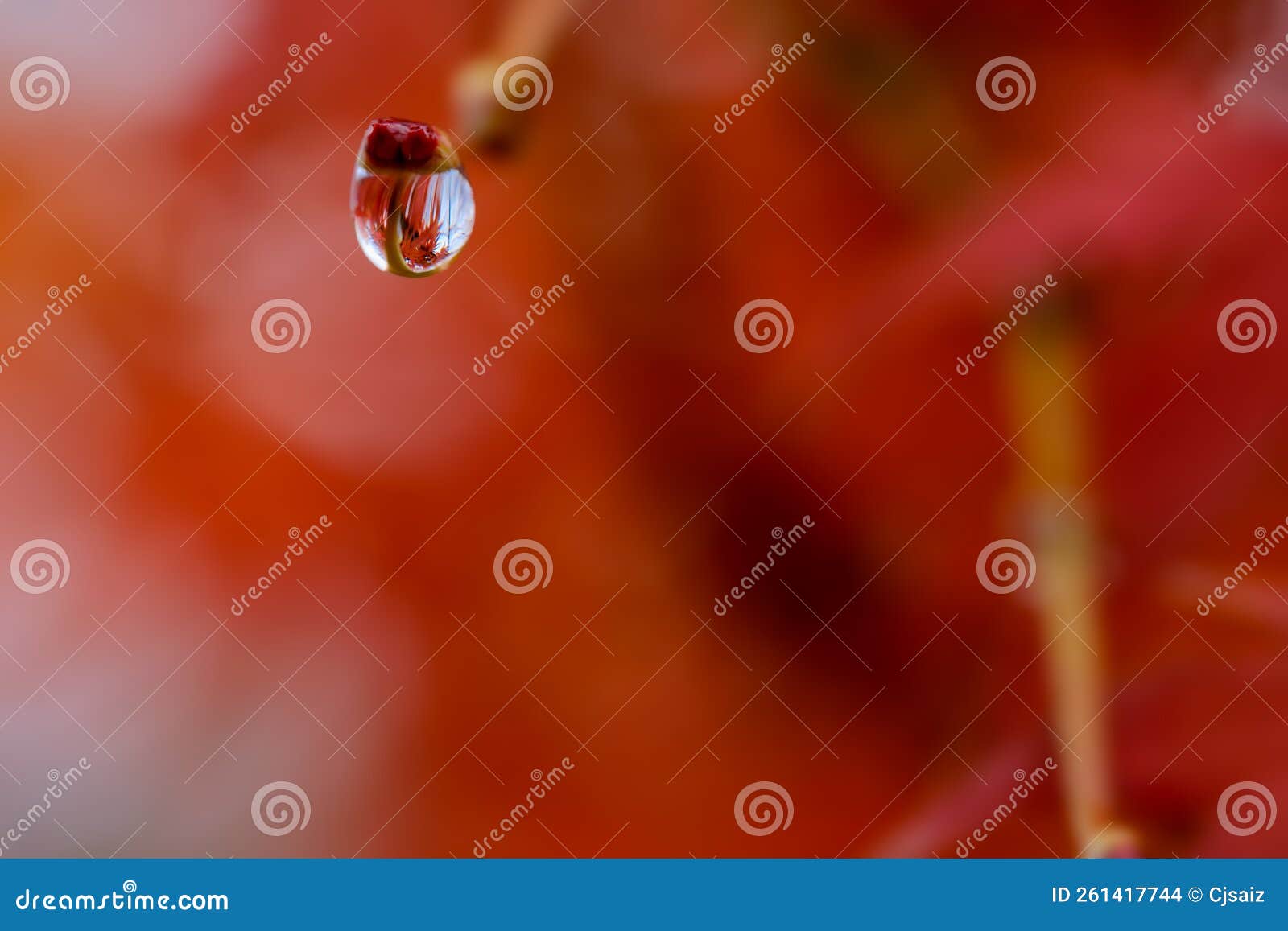 Rain drop on a red leaf stock photo. Image of forest - 261417744
