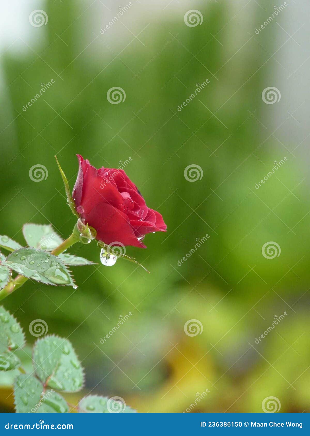Rain Drop on Red Rose Flower Stock Photo - Image of rose, rain: 236386150
