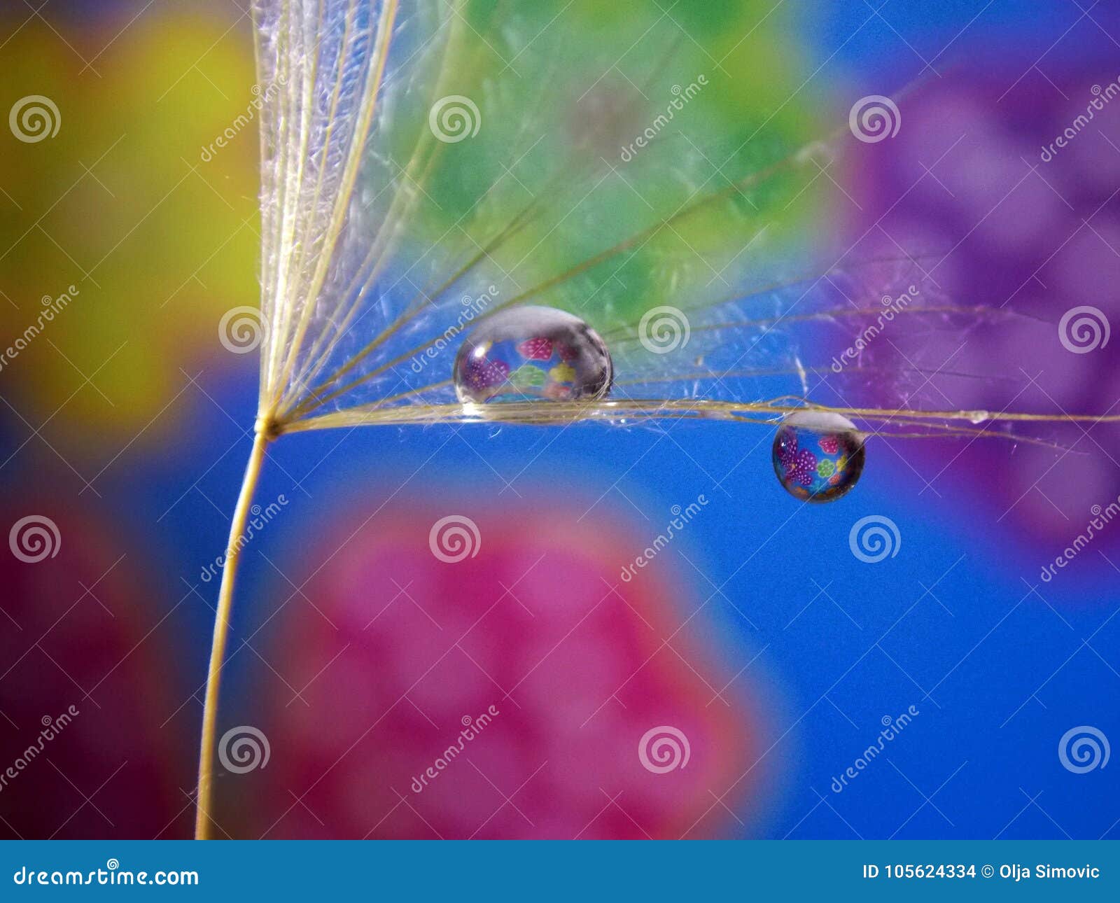 A Rain Drop and a Reflection in it Stock Photo - Image of macro, nature ...
