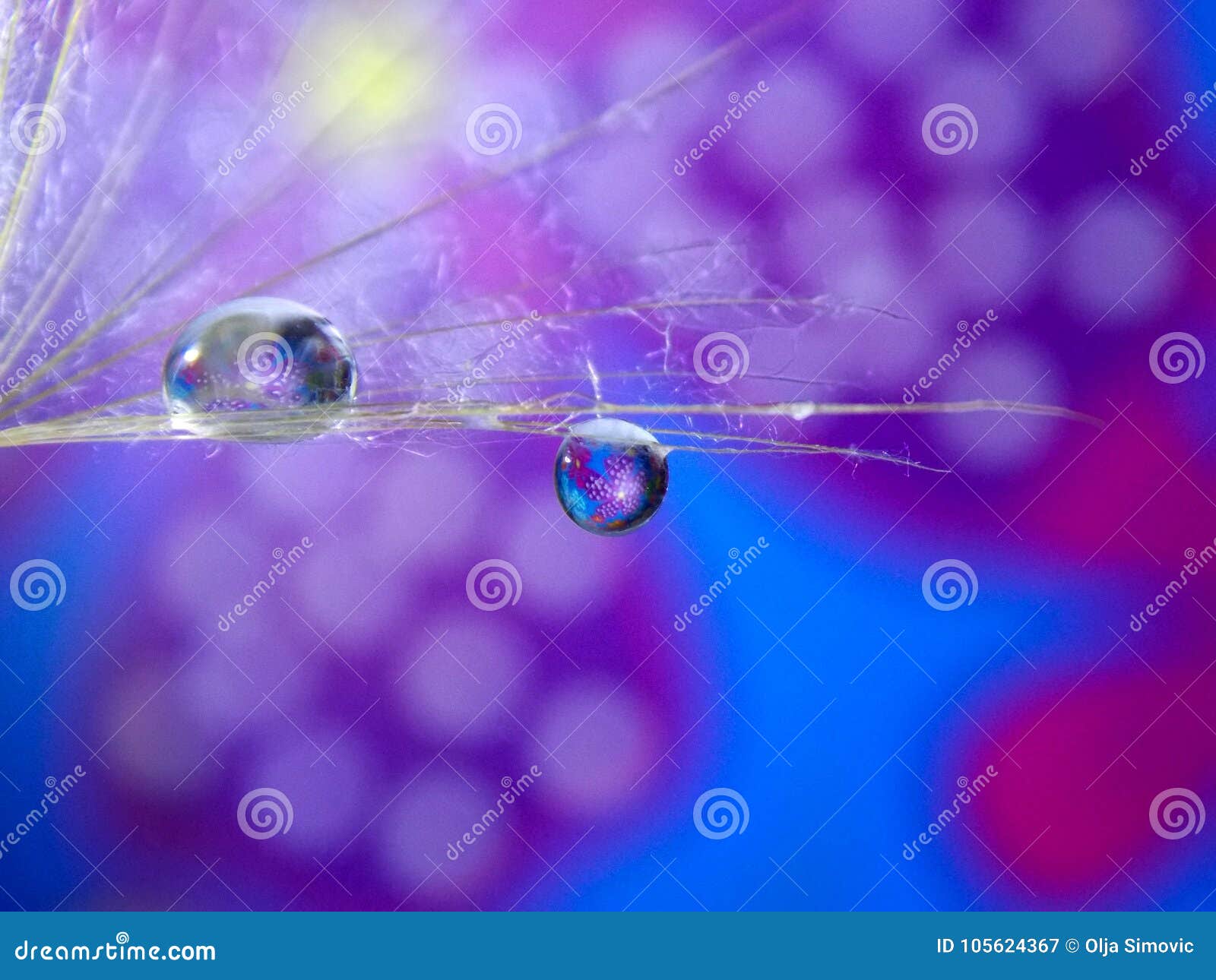 A Rain Drop and a Reflection in it Stock Image - Image of organism ...