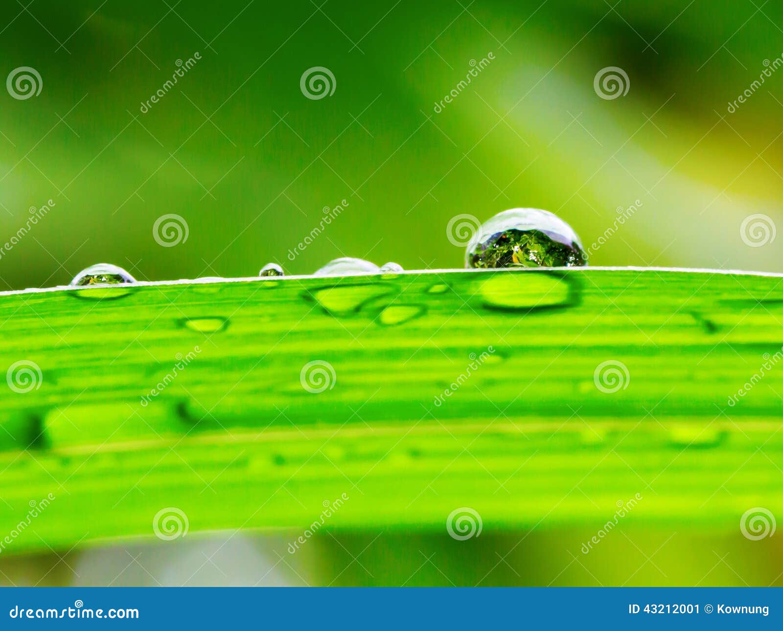 Rain drop stock image. Image of liquid, rain, tree, leaf - 43212001