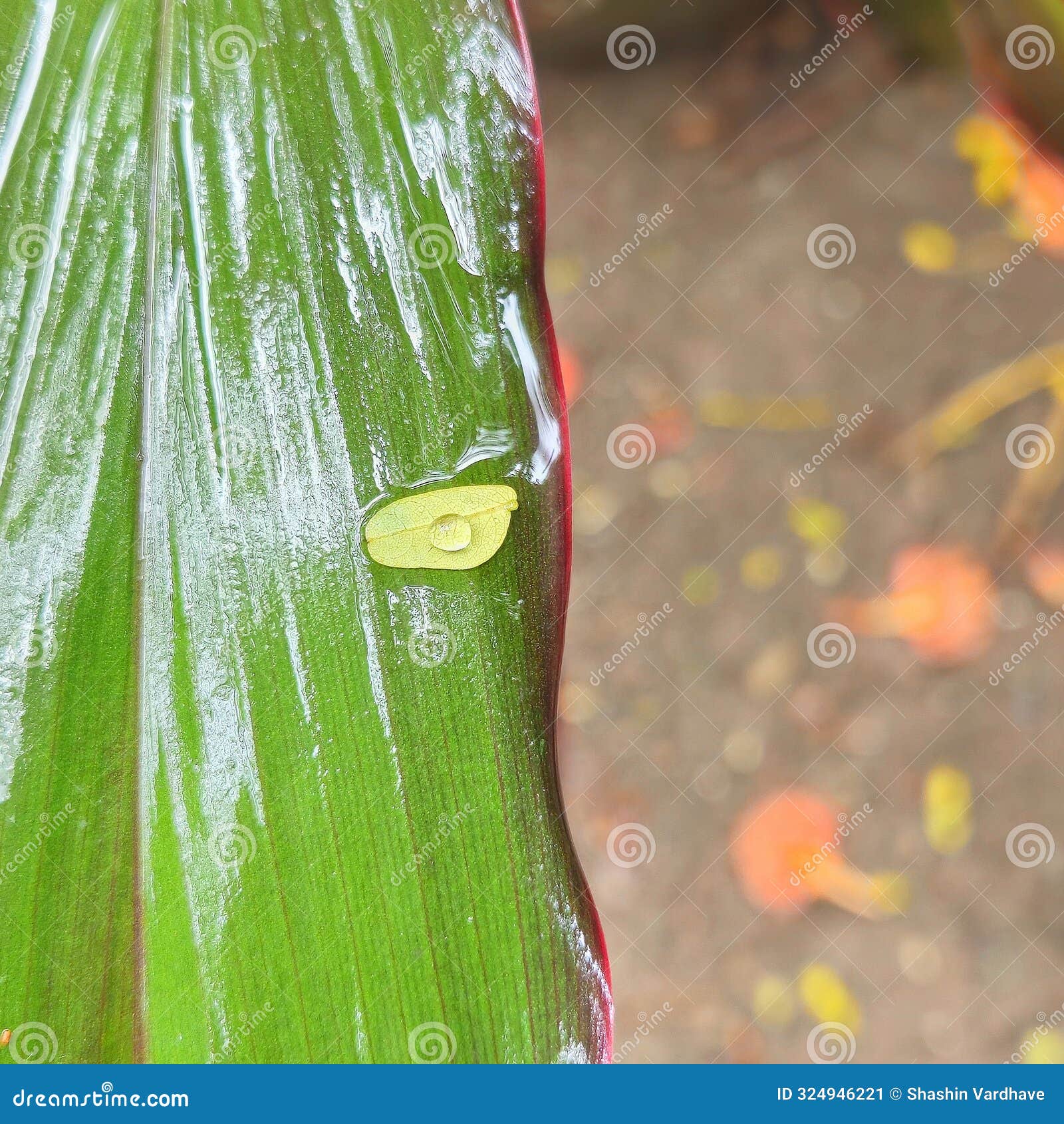Rain Drop Seating in the Place Which Nature Has Been Made for it. Stock ...