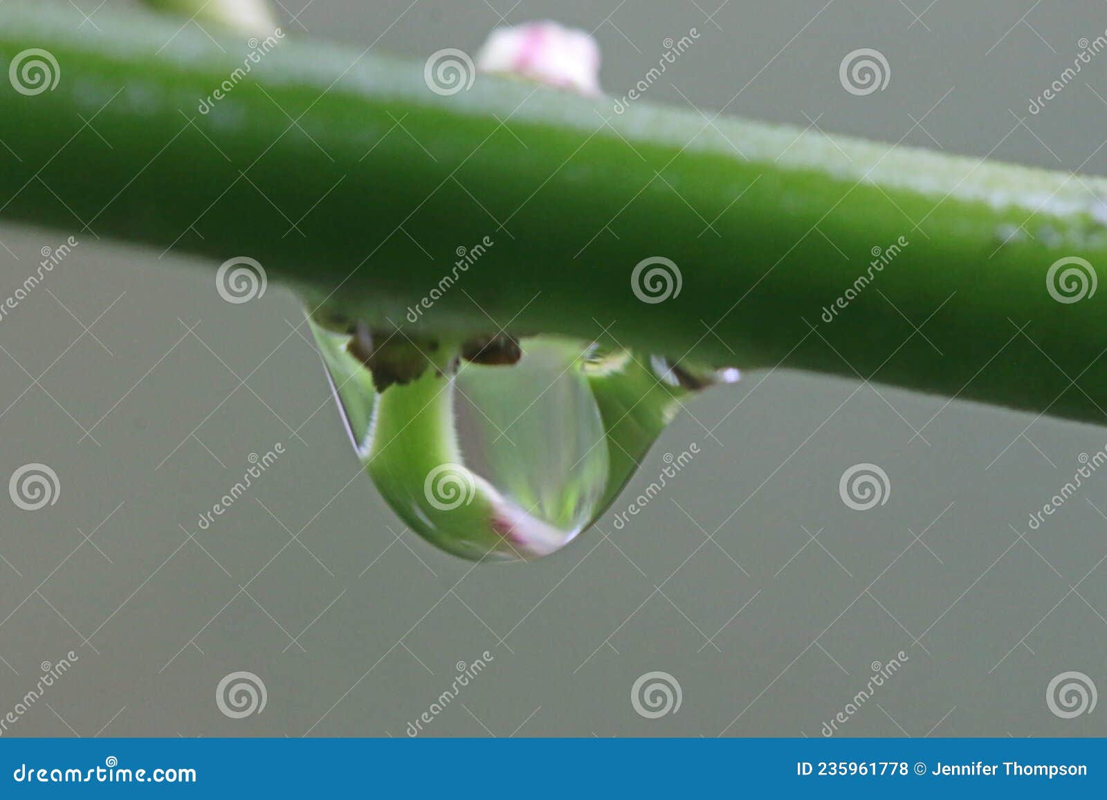 Drop on a twig after rain stock photo. Image of drops - 235961778