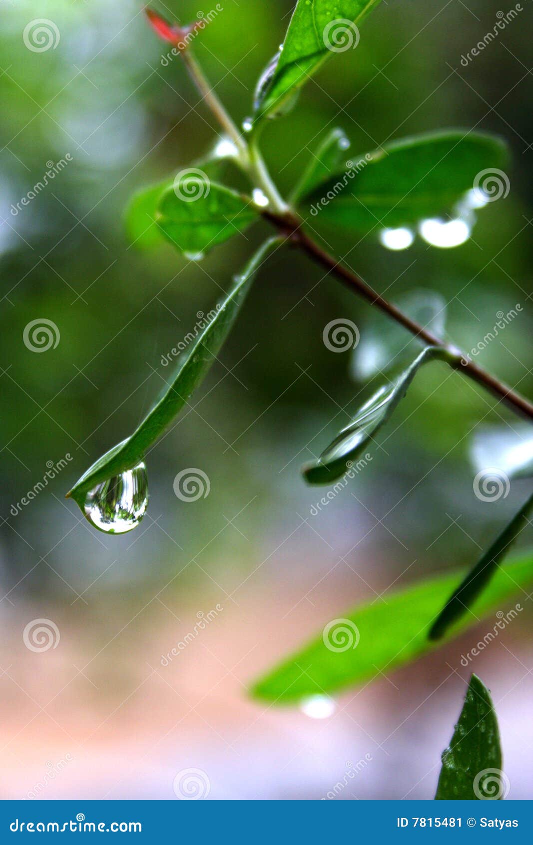 Rain droplet stock image. Image of pollution, life, raindrop - 7815481