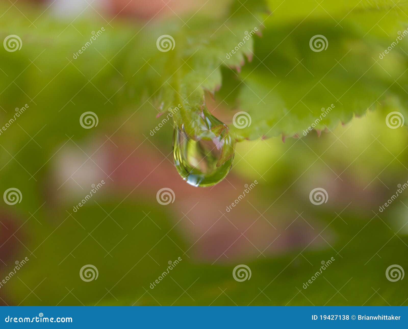 Rain Droplet Hanging from a Leaf Stock Photo - Image of leaf, plants ...