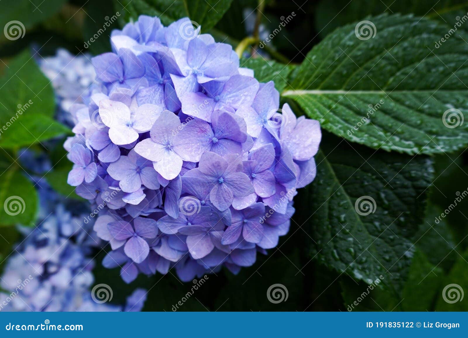 Rain Droplets on a Blue Hydrangea Bush in Summer in a Home Garden Stock ...
