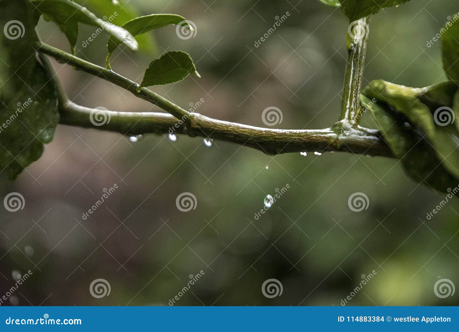 Rain Droplets Falling Off of Tree Branch Stock Photo - Image of falling ...