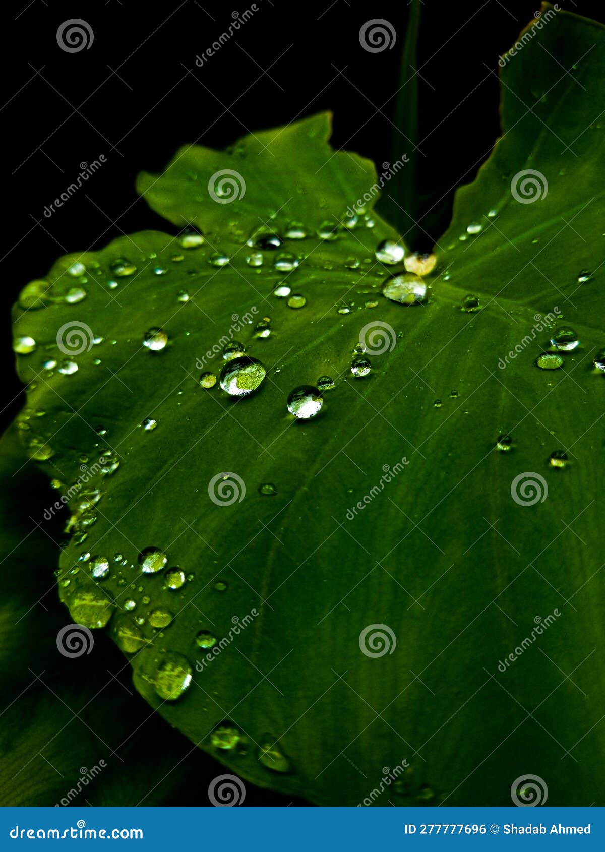 Rain Droplets Sitting Freely on a Hydrophobic Leaf without Breaking the ...