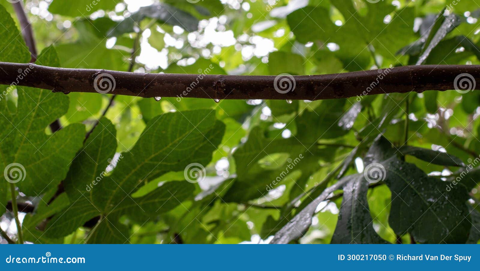Rain Drops Hang from Tree Branch Stock Photo - Image of book, scene ...