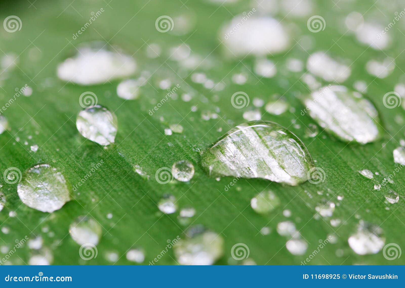 Rain drops stock image. Image of concept, happiness, closeup - 11698925
