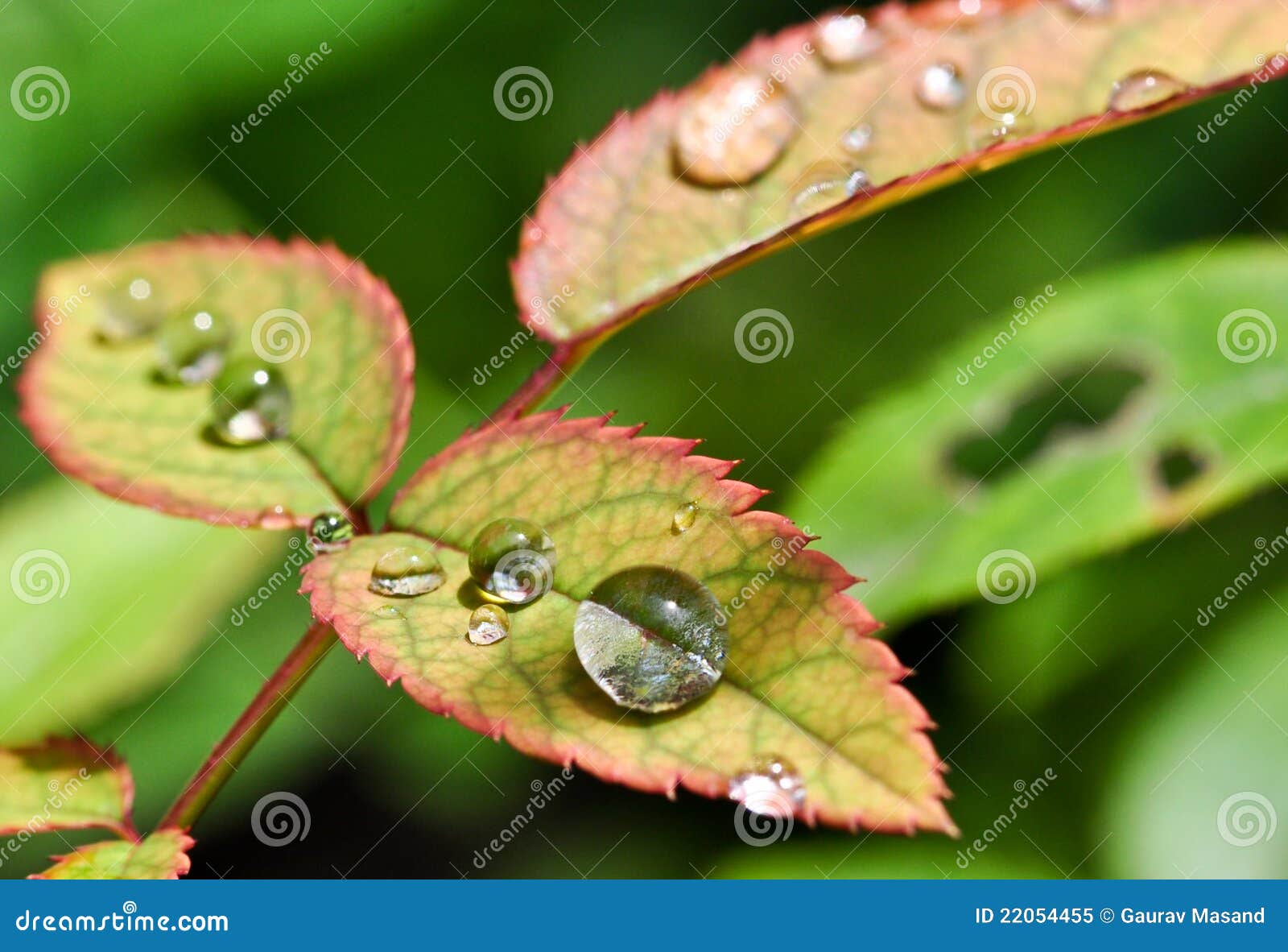 Rain Drops stock image. Image of asia, india, evenings - 22054455