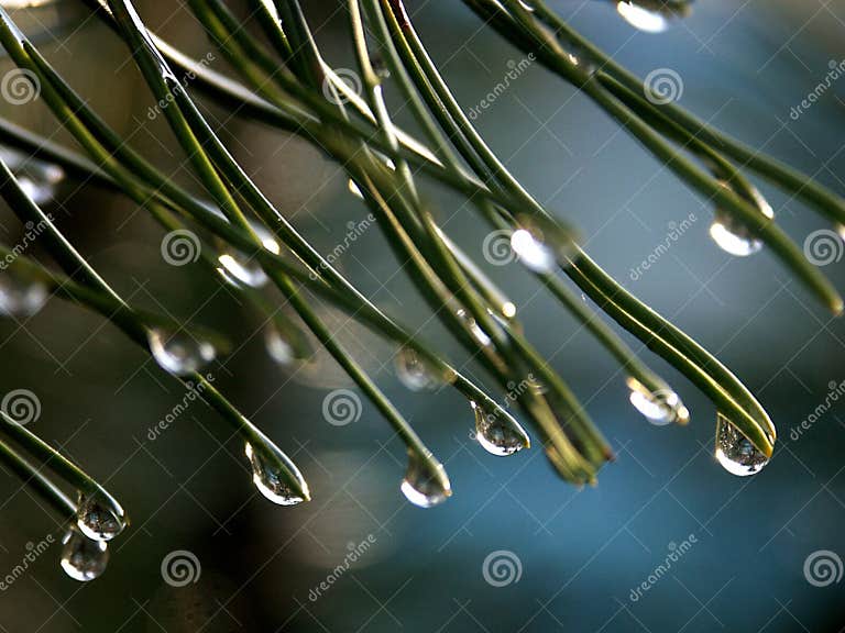 Rain drops stock image. Image of conifer, vegetation, rain - 2405717