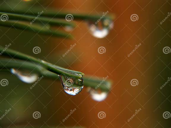Rain drops stock photo. Image of drops, weather, conifer - 2405720
