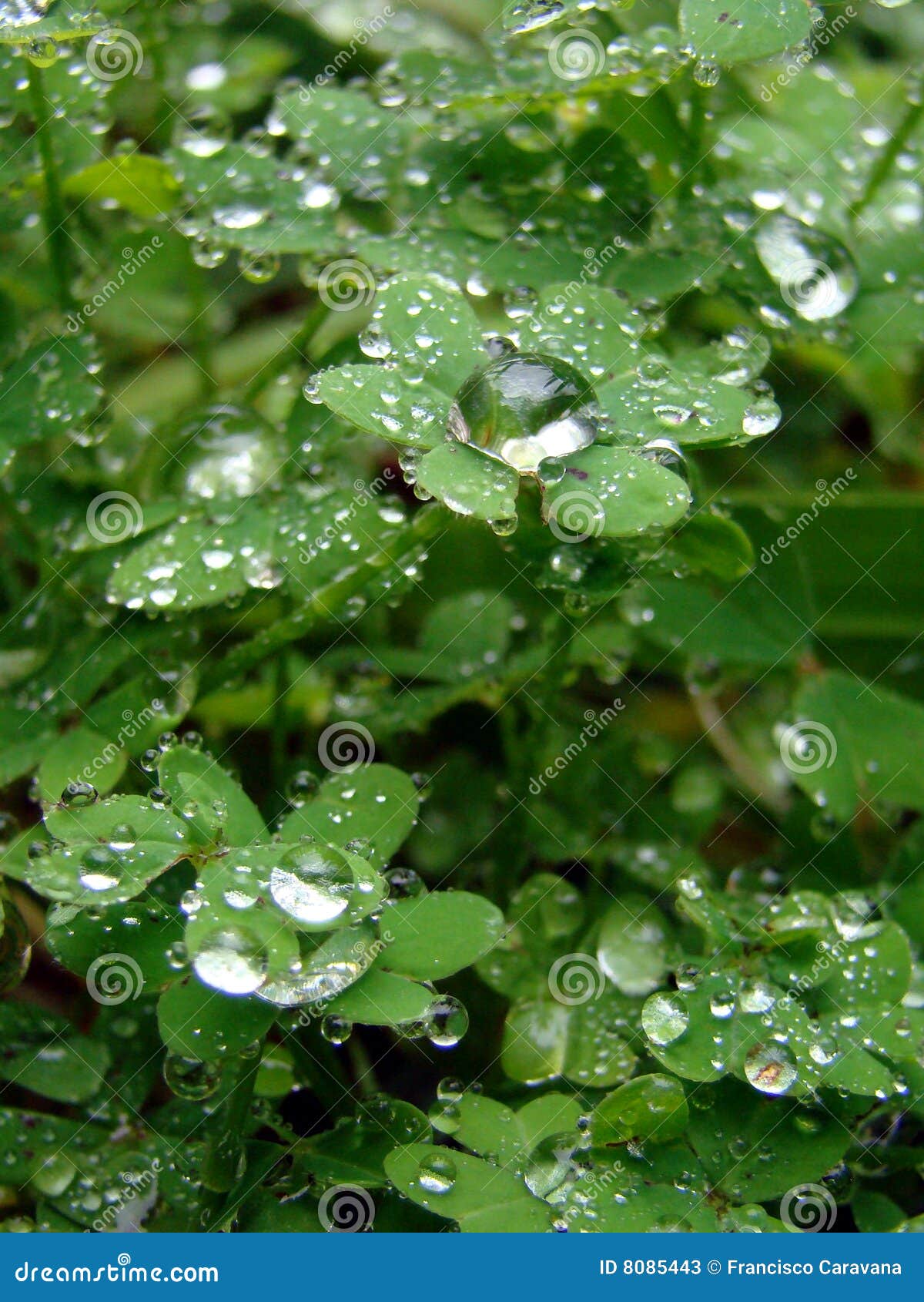 Rain drops stock image. Image of macro, drop, cold, winter - 8085443