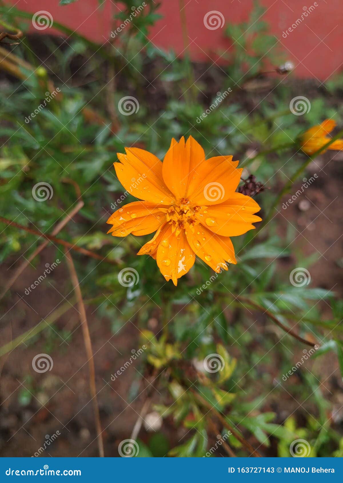 Rain Drops on the Beautiful Flower Stock Image - Image of beautiful ...