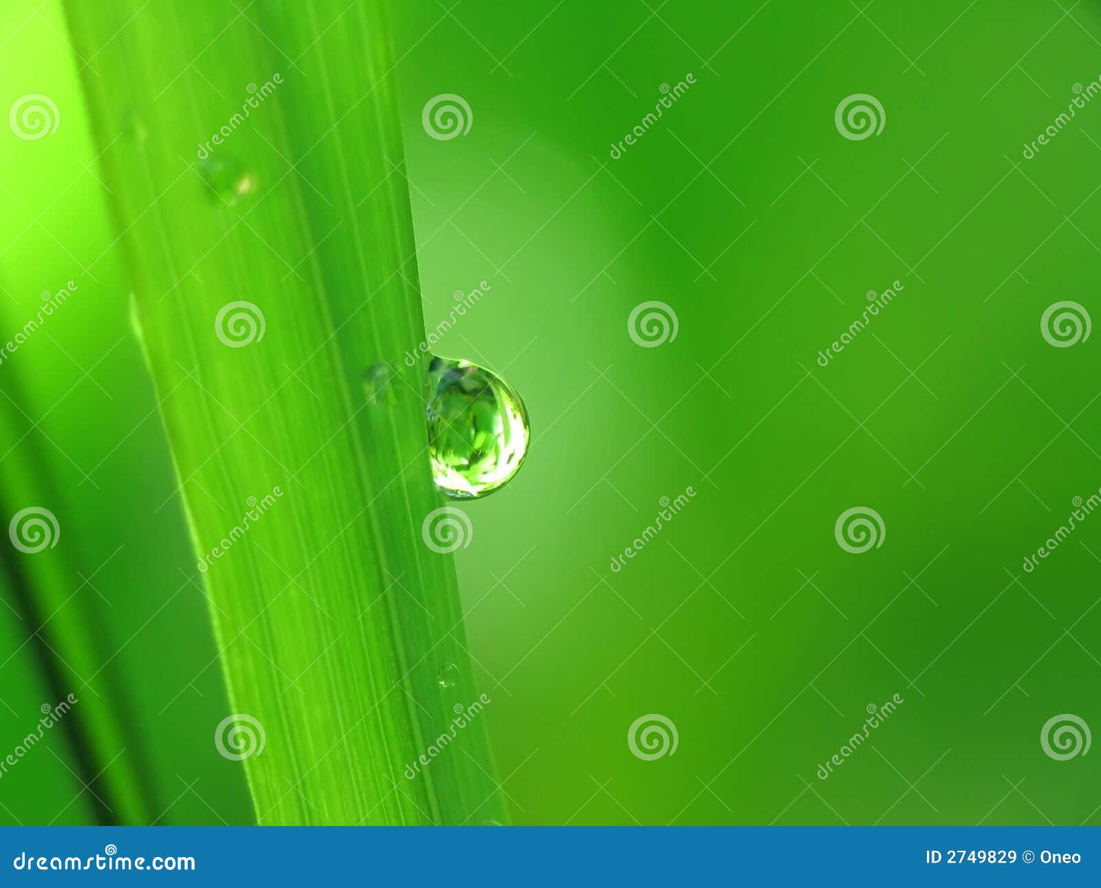 Rain Drops on a Blade of Grass Stock Image - Image of microcosm, green ...