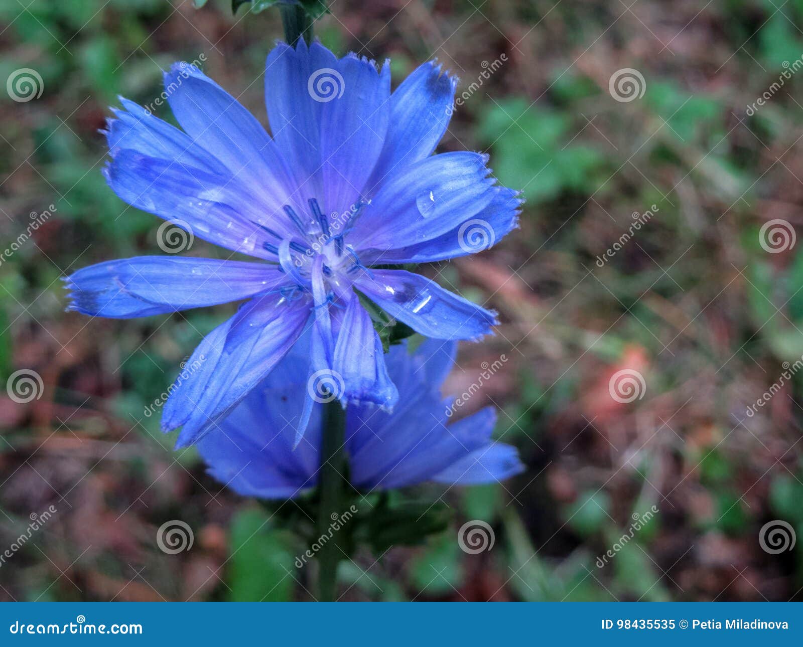 Rain Drops in a Blue Flower Stock Image - Image of beautiful, landscape ...