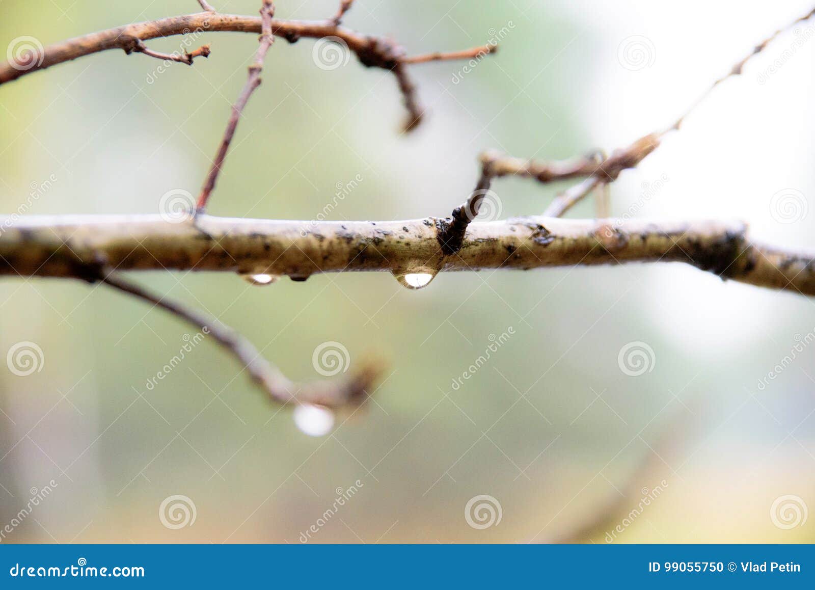 Rain drops on a branch stock photo. Image of climate - 99055750