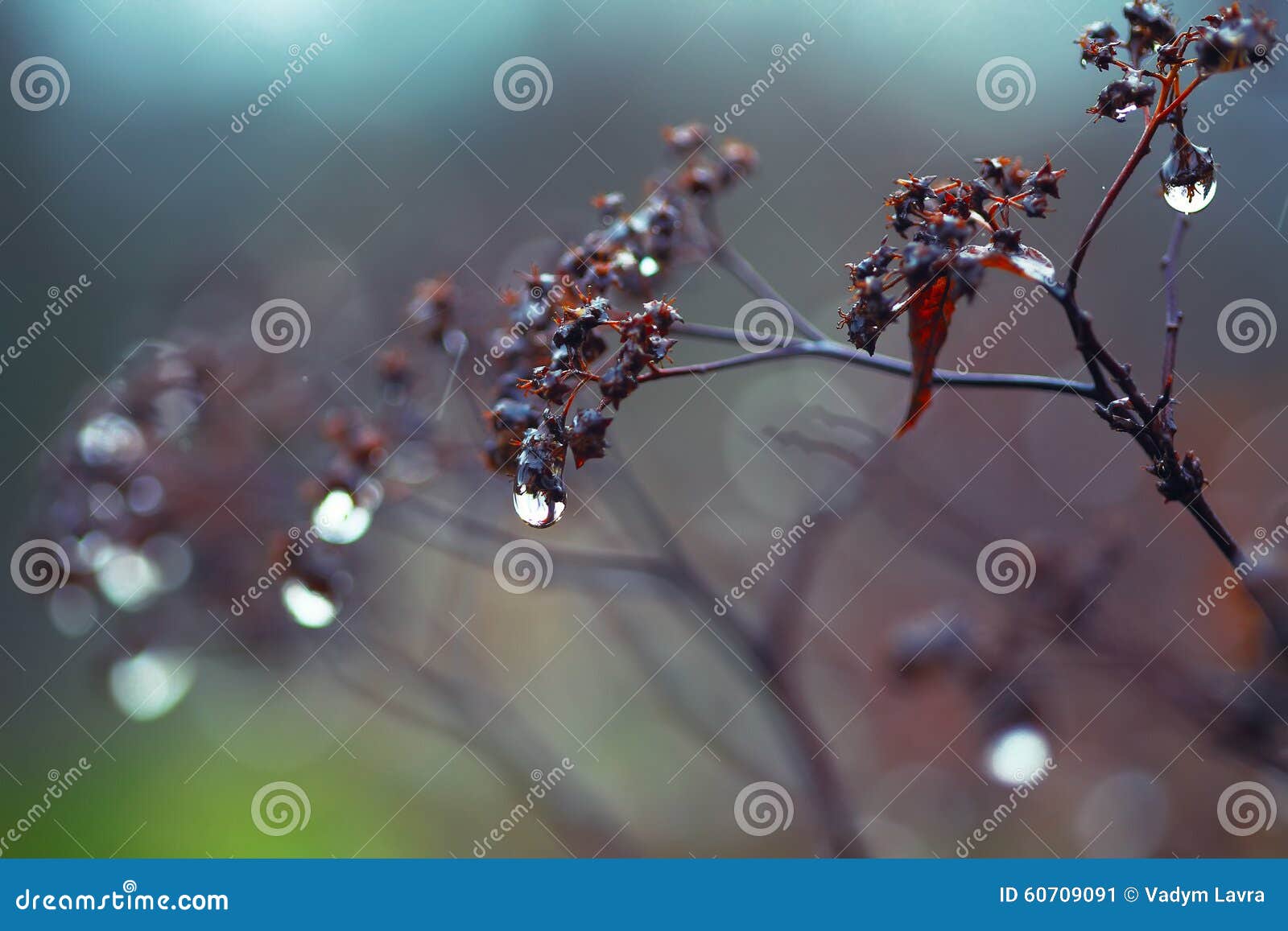 Rain drops on a branch stock image. Image of backgrounds - 60709091