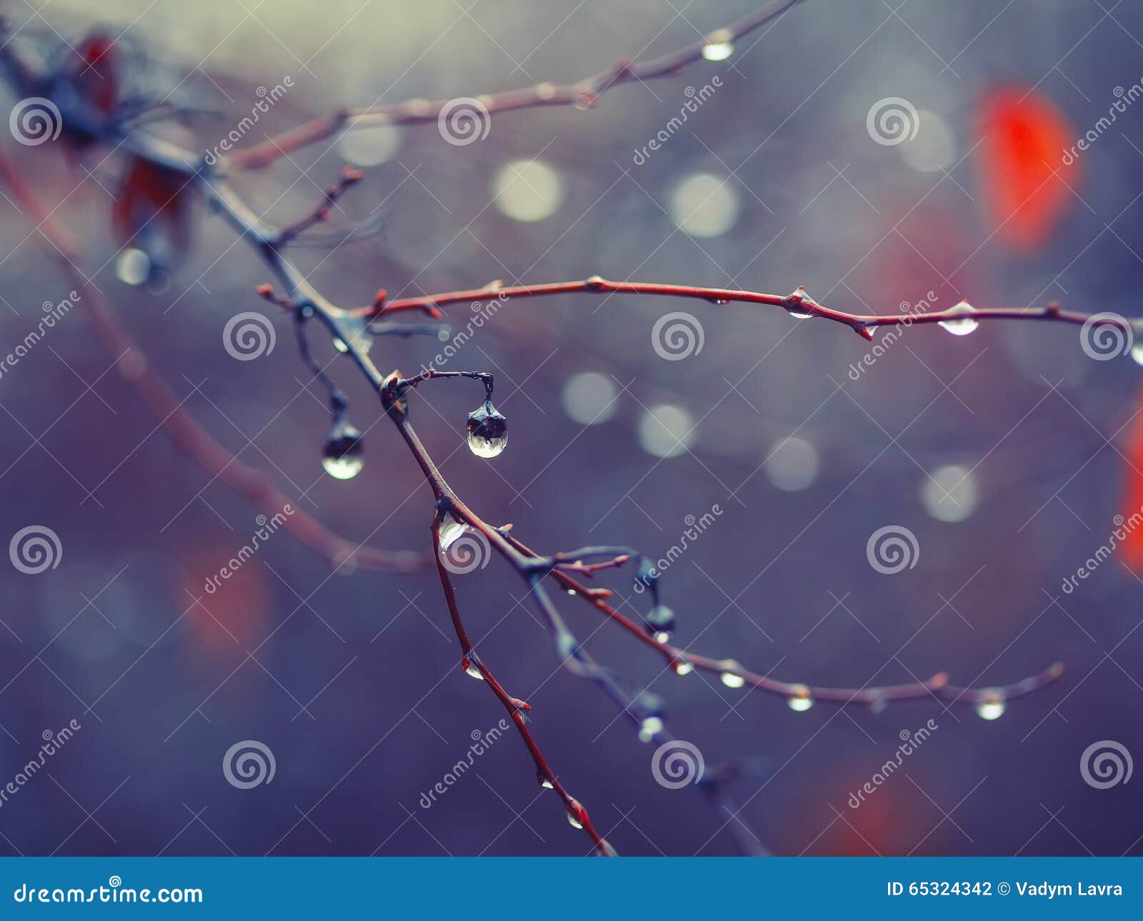 Rain drops on a branch stock photo. Image of climate - 65324342