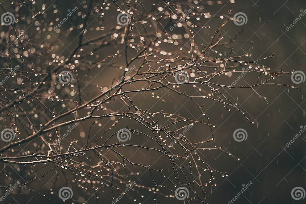 Rain Drops on the Branches a Tree Stock Photo - Image of tree, soft ...
