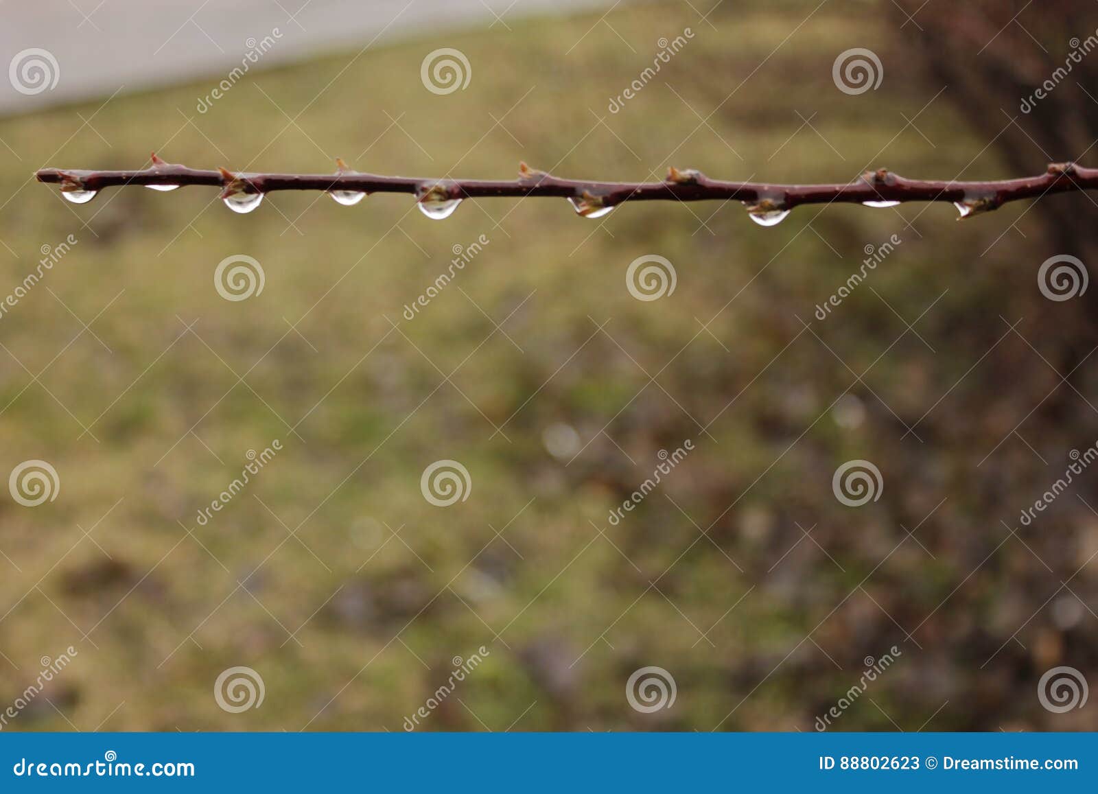 Rain Drops on the Branches of Trees and Trees Stock Image - Image of ...