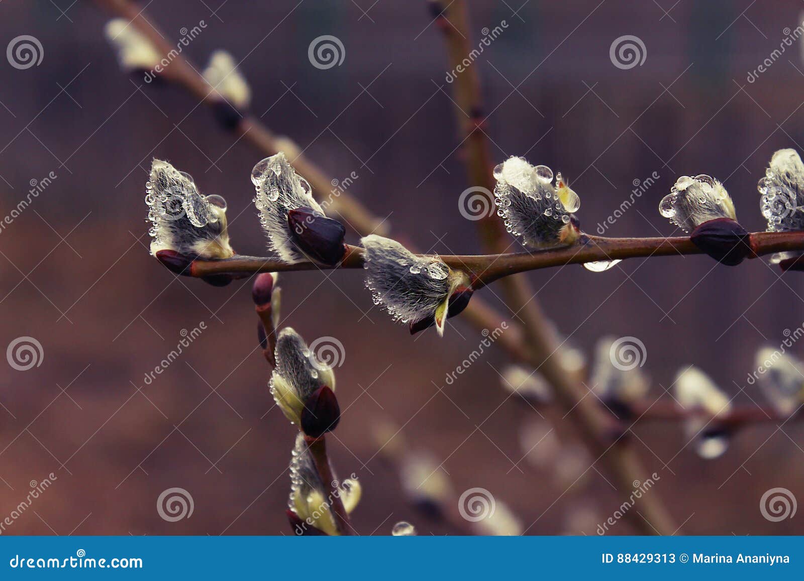 Rain Drops on the Branches of a Willow Tree Stock Image - Image of rite ...