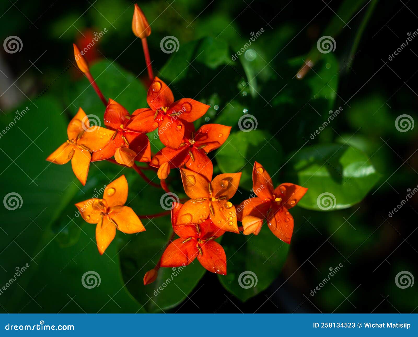 Rain Drops on the Bunch of Orange Ixora Flowers Stock Image - Image of ...