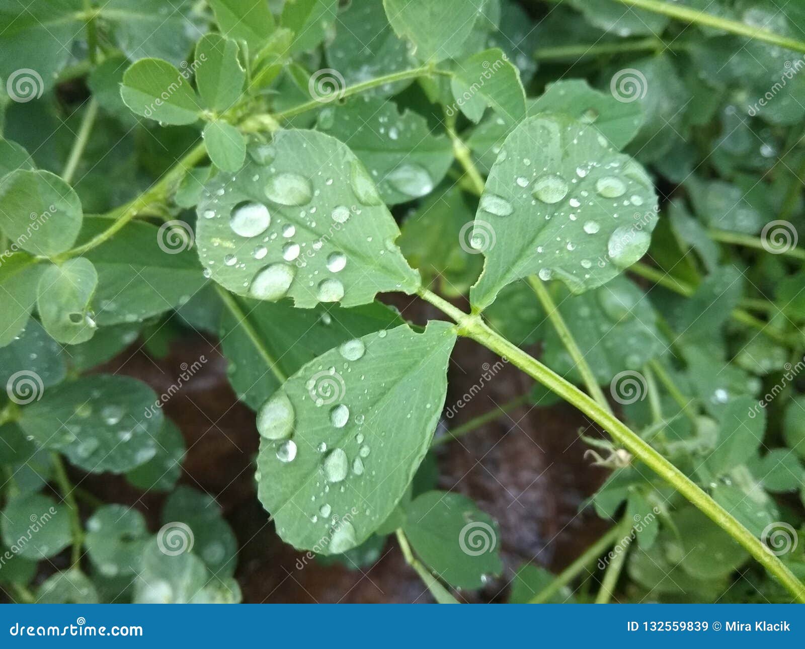 Rain drops stock image. Image of rain, clover, green - 132559839