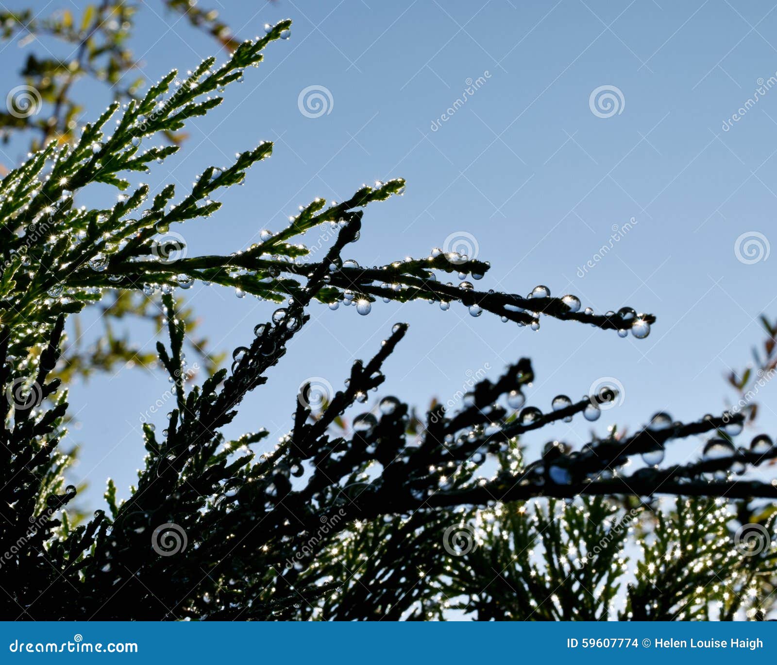 Rain Drops on Conifer Leaves Stock Photo - Image of drops, nature: 59607774