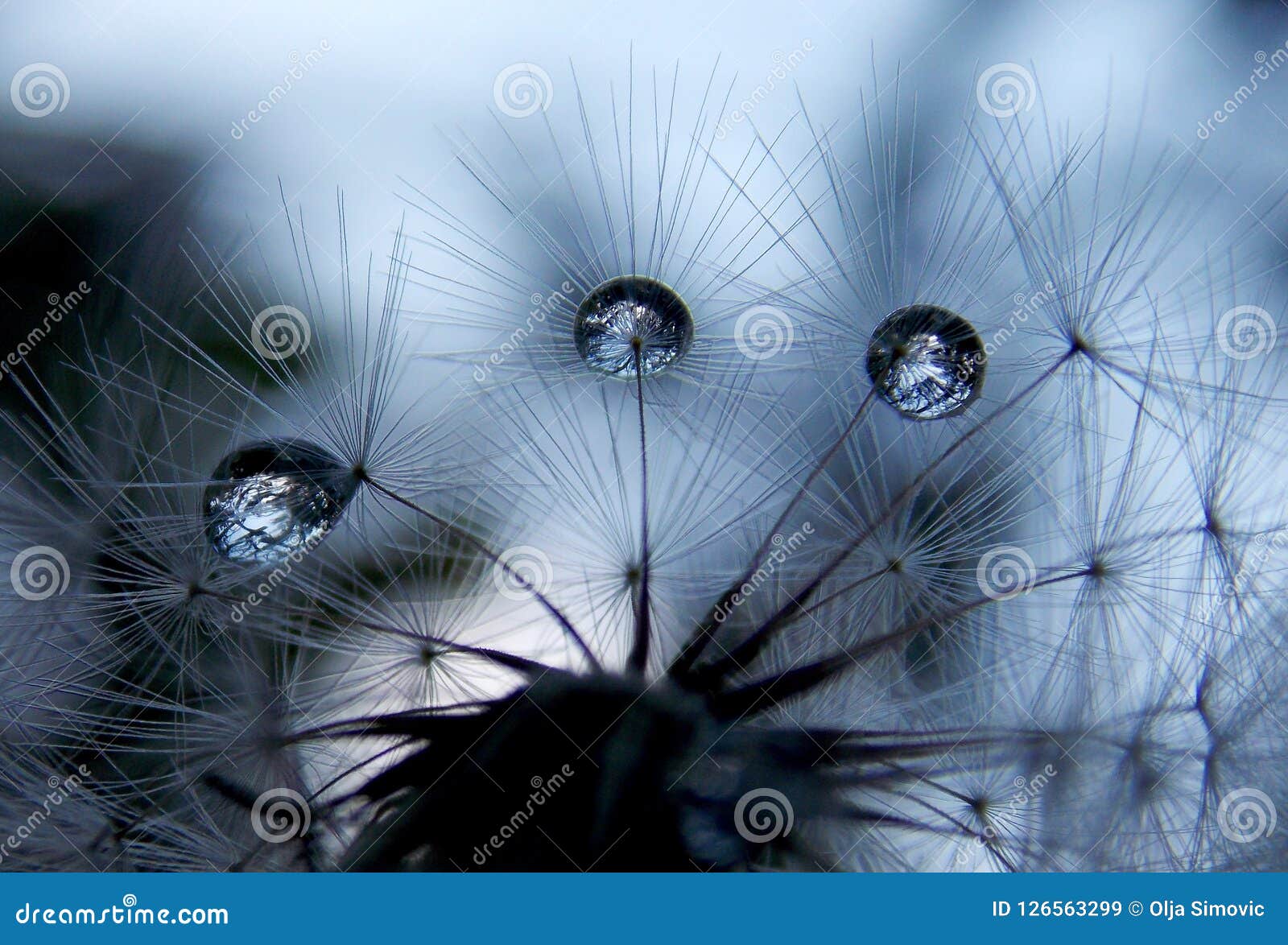 Rain drops on the seed stock image. Image of drops, water - 126563299