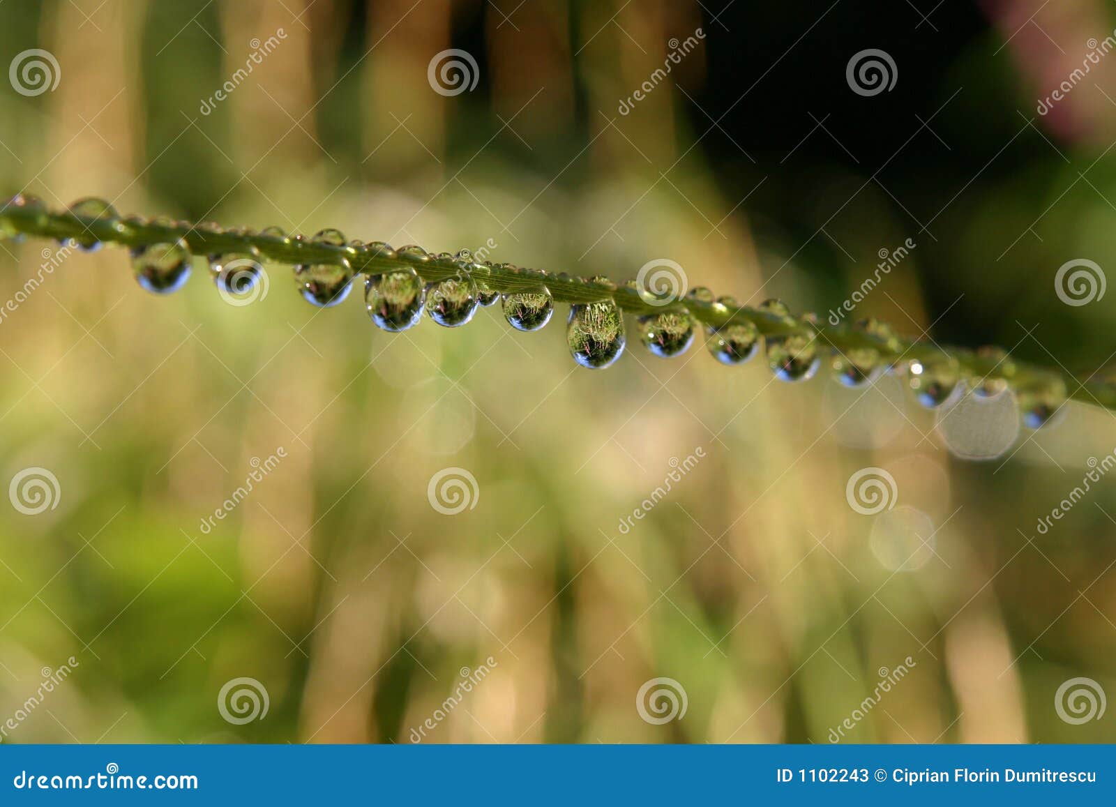 Rain Drops Diagonal Picture. Image: 1102243