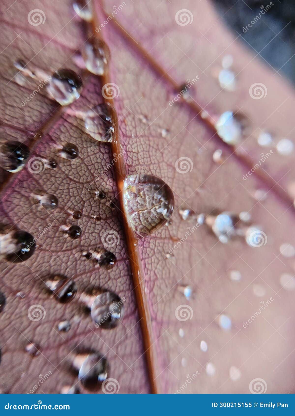 Rain Drops on Fall Leaves stock image. Image of plant - 300215155
