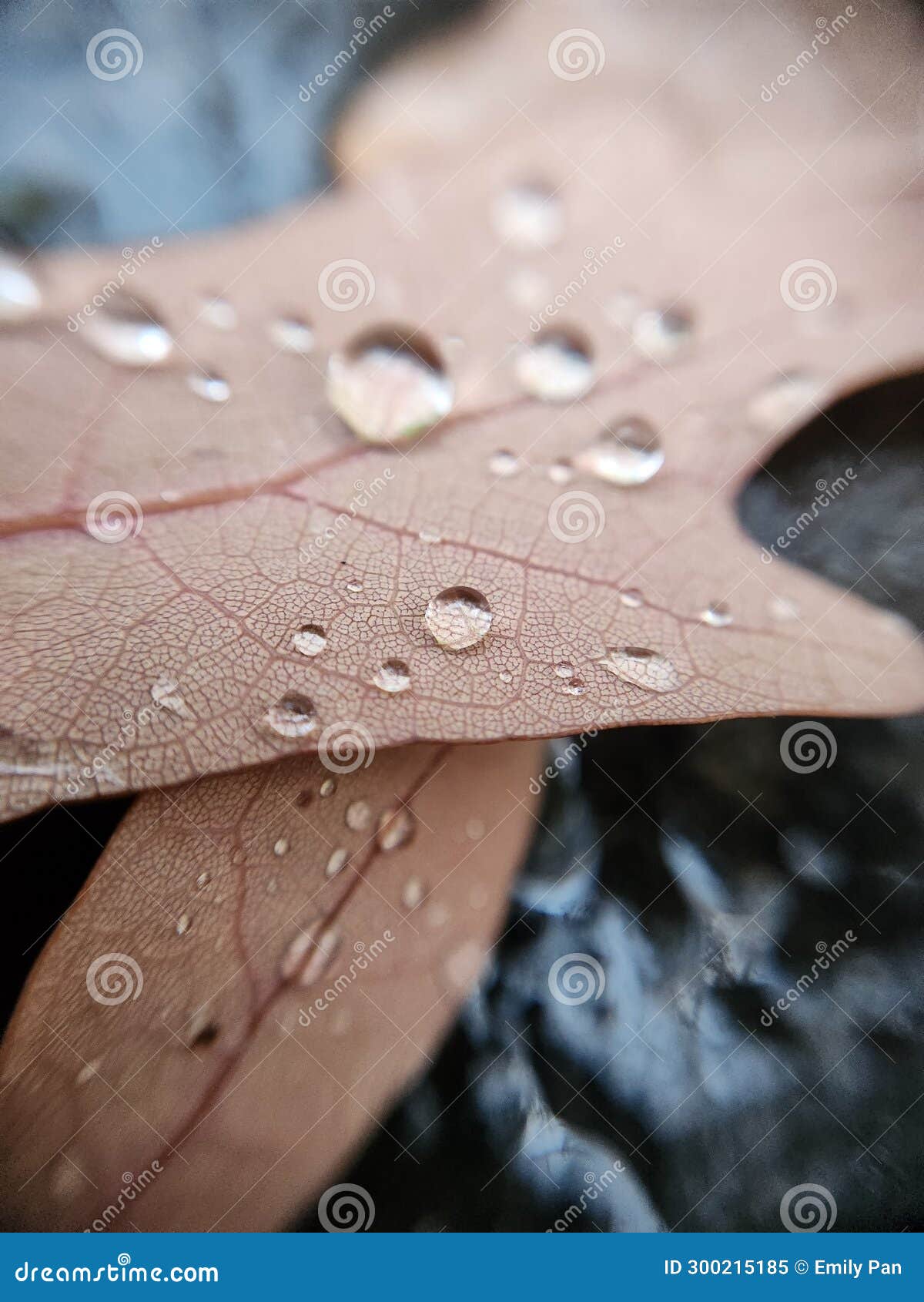 Rain Drops on Fall Leaves stock image. Image of plant - 300215185