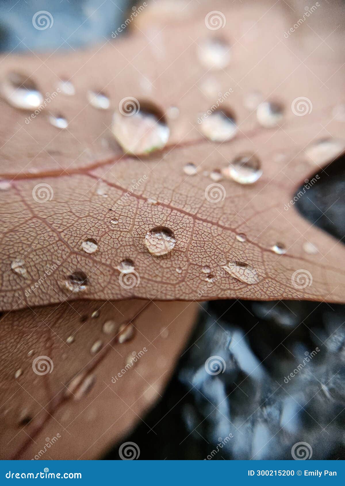 Rain Drops on Fall Leaves stock photo. Image of plant - 300215200