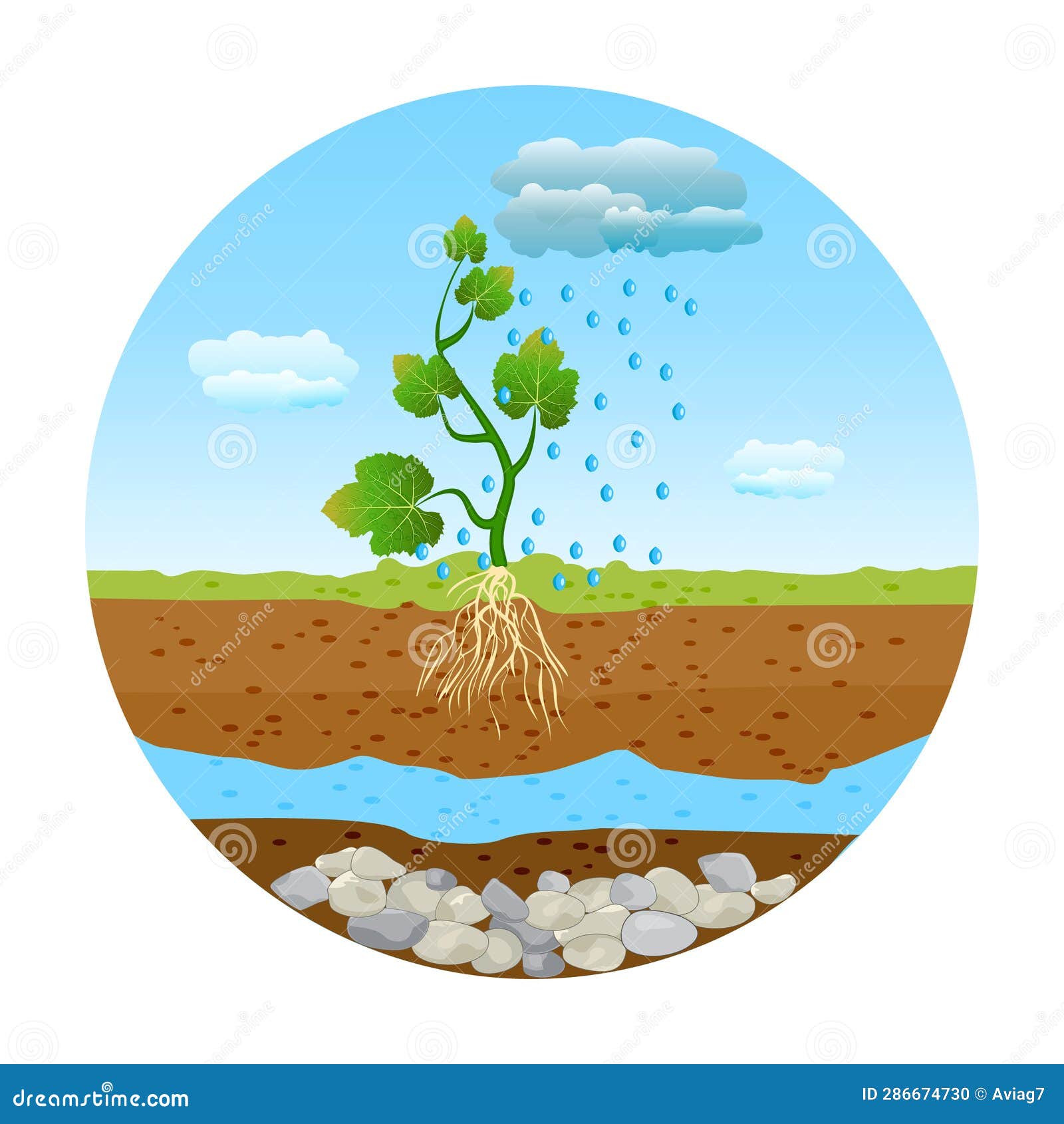 Rain Drops Falling on the Green Sprout with Roots in the Soil. Sky ...