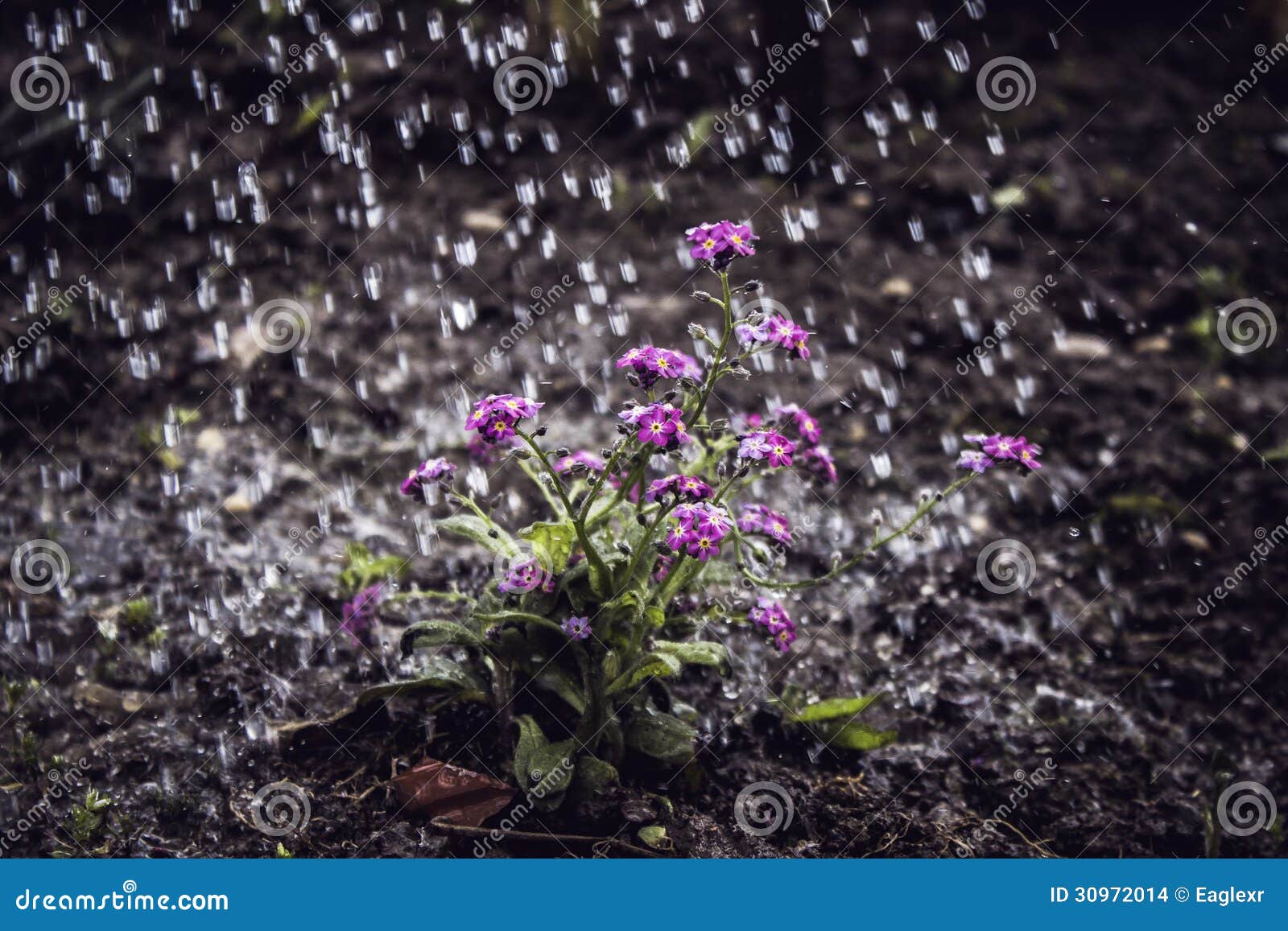 Rain stock photo. Image of elegance, garden, closeup - 30972014