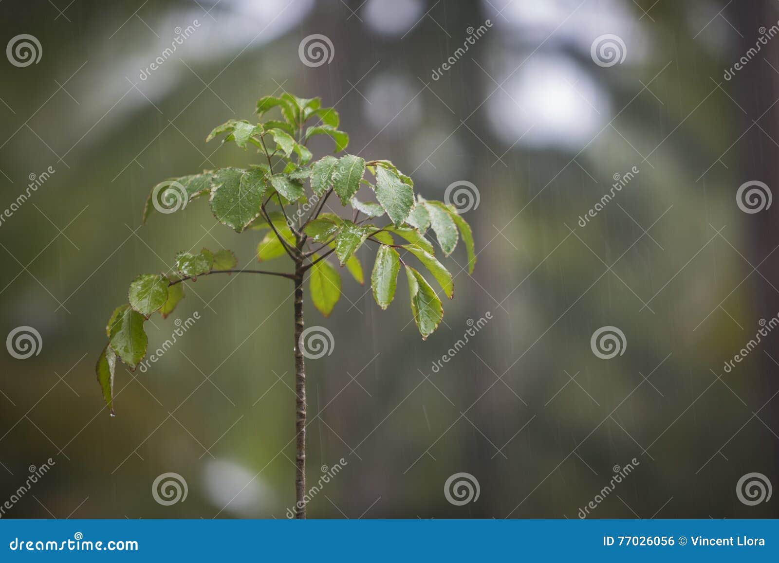 Rain Drops Falling on a Sapling in a Rainforest. Stock Photo - Image of ...