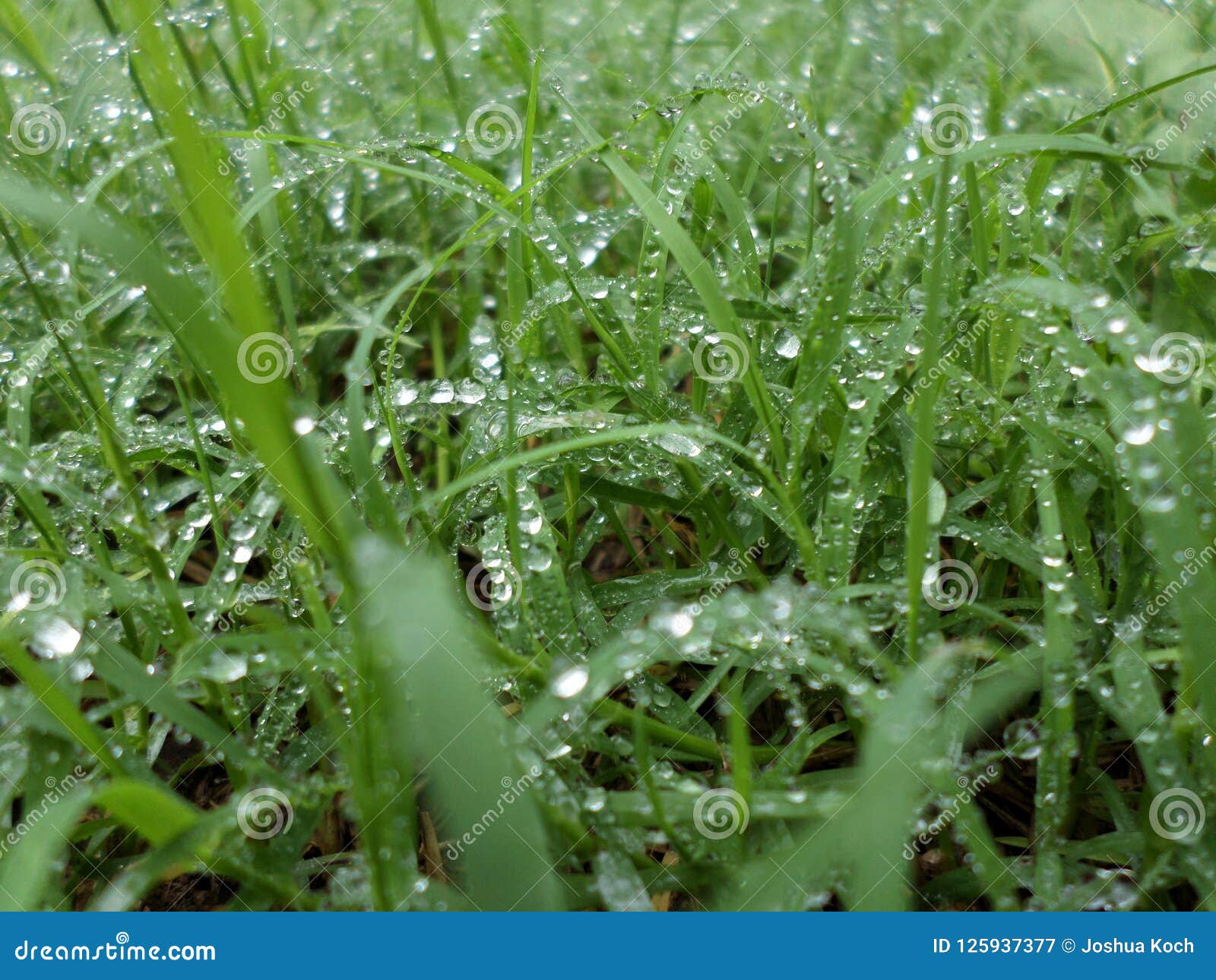 Rain Drops on a Field of Green Grass Stock Image - Image of outdoors ...