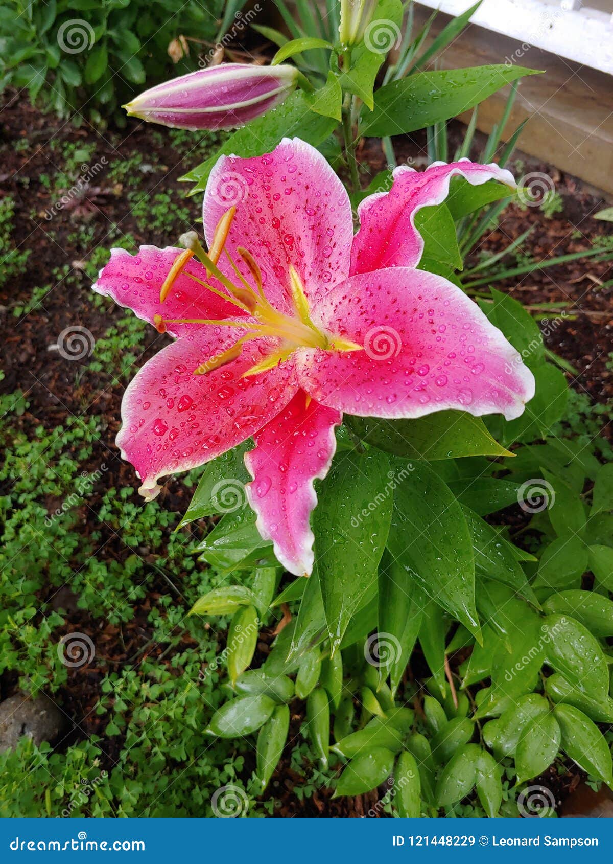Rain Drops on a Firecracker Lily Stock Image - Image of lilies, rain ...