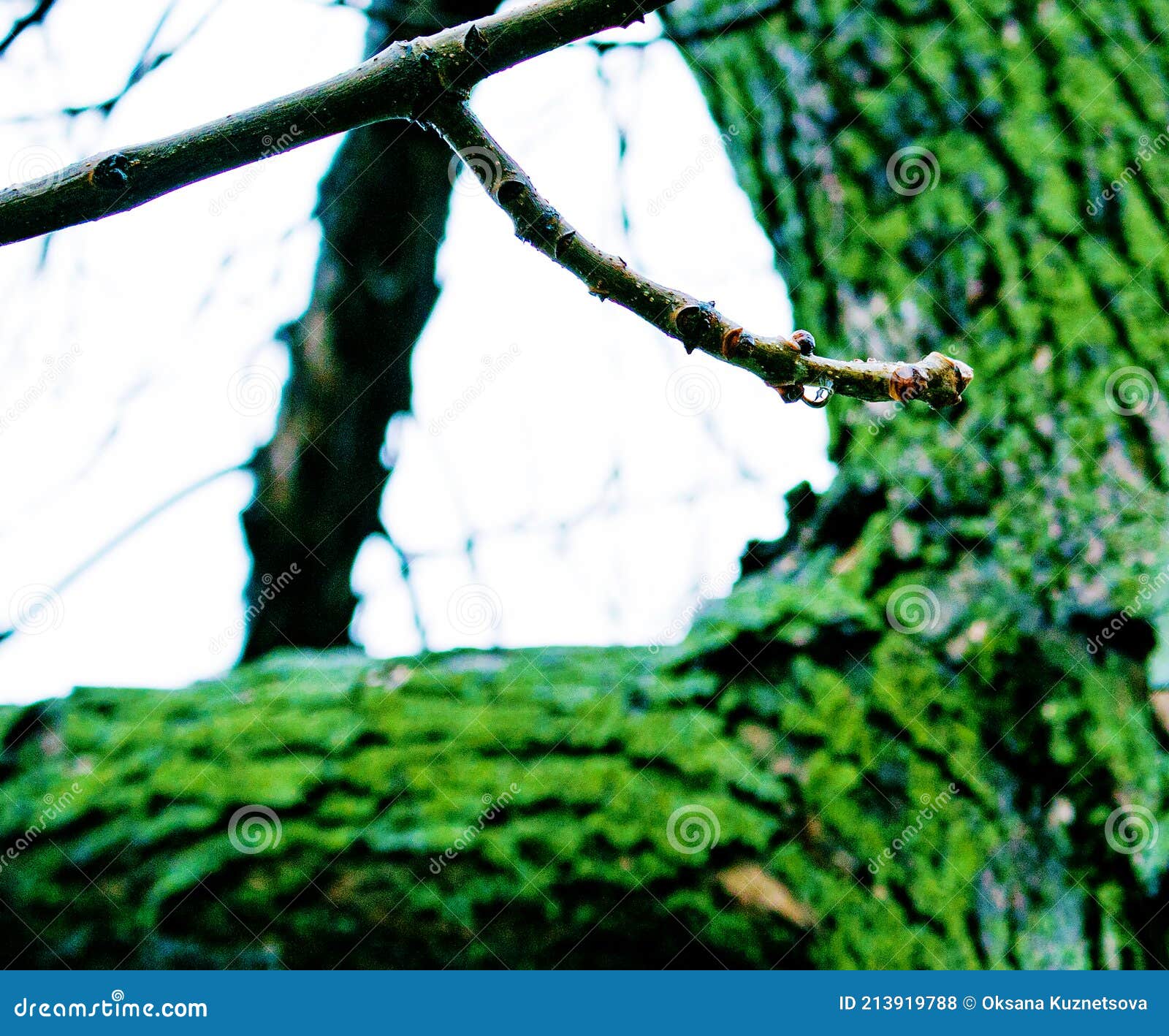 Rain Drops and Fog Build Up on the Branches. Stock Photo - Image of ...