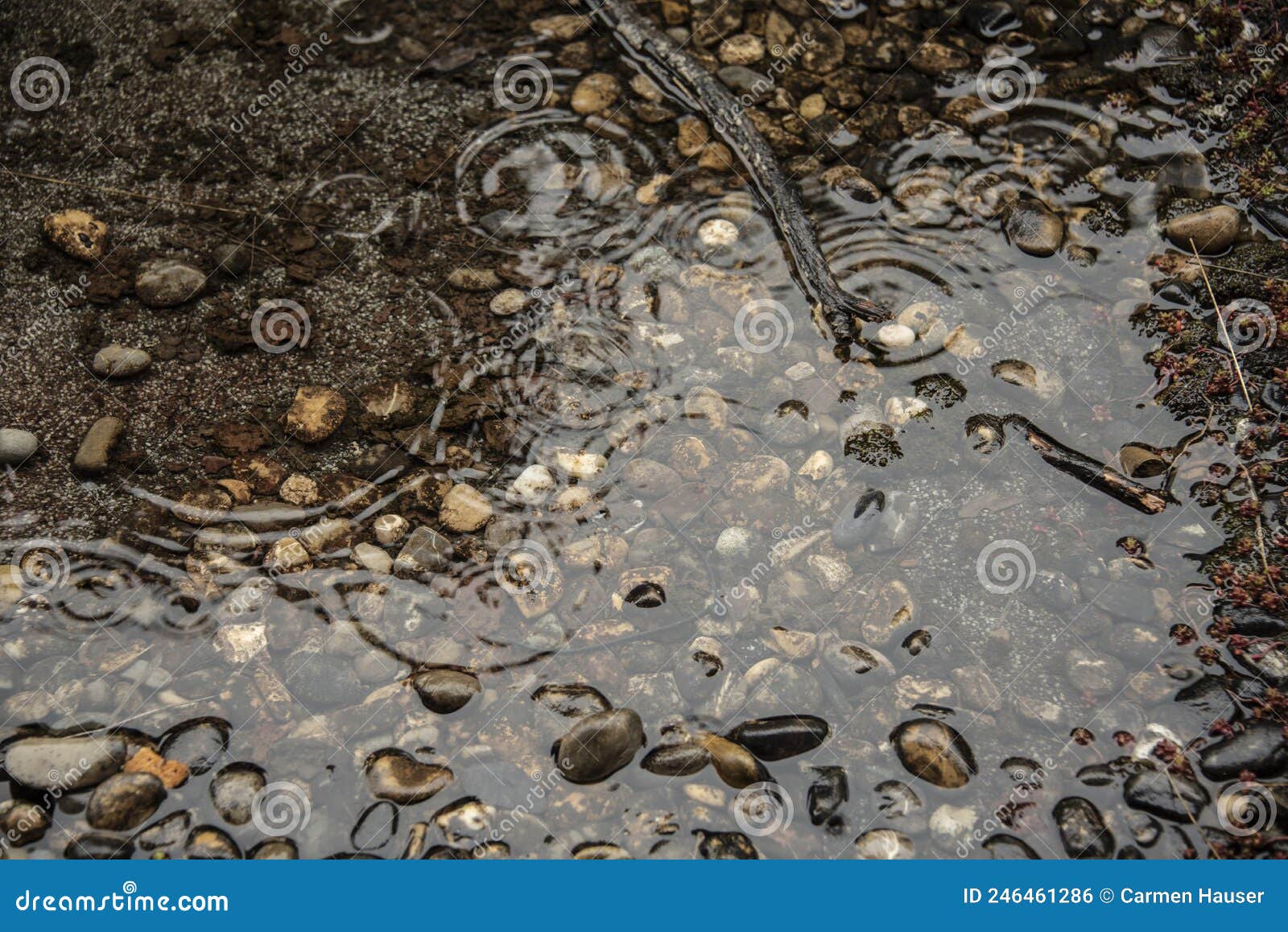 Rain Drops Forming Rings in a Puddle Stock Photo - Image of stone ...