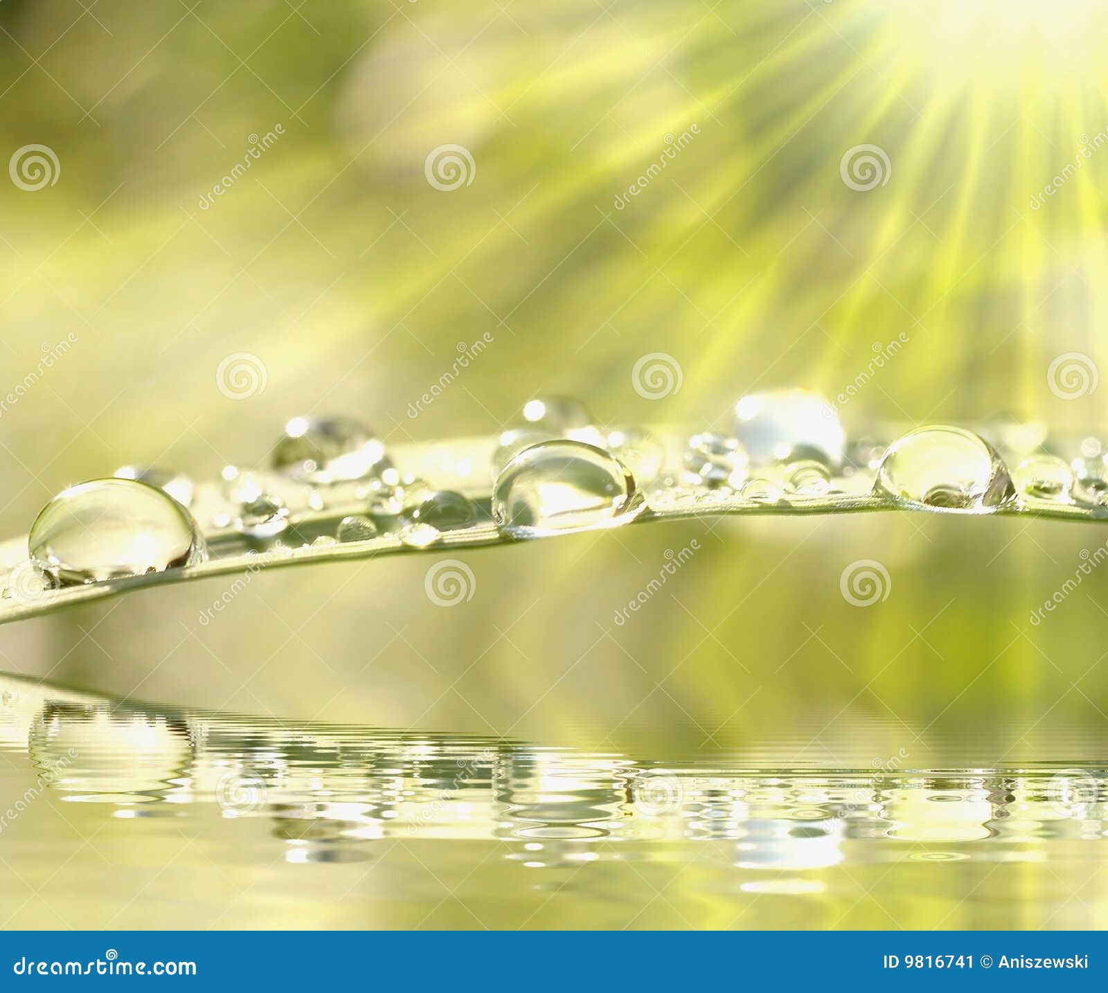 Rain Drops on Fresh Grass in the Light of the Sun Stock Image - Image ...