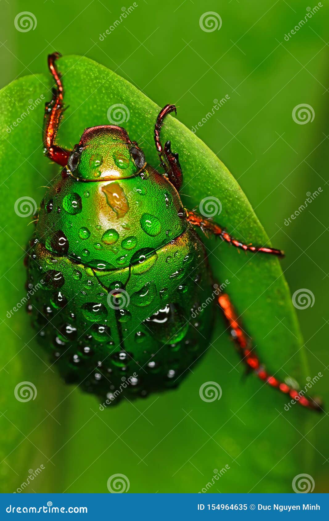 Rain Drops on the Green Bug Stock Image - Image of eyes, reflections ...