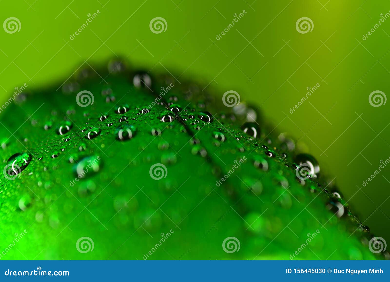 Rain Drops on the Green Bug Wings Stock Photo - Image of white, drops ...
